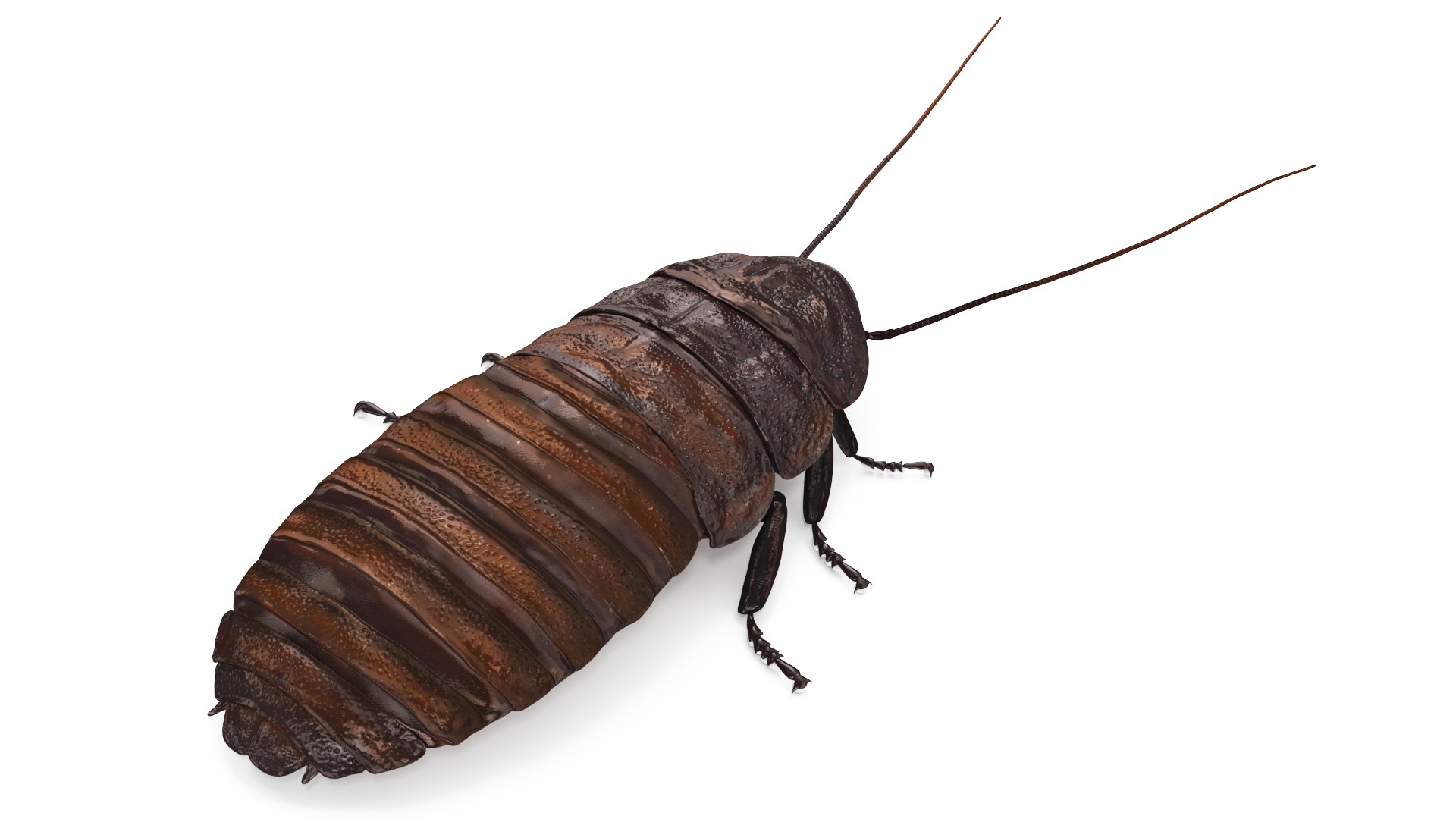 3D Cryptocercus Punctulatus - TurboSquid 2154569