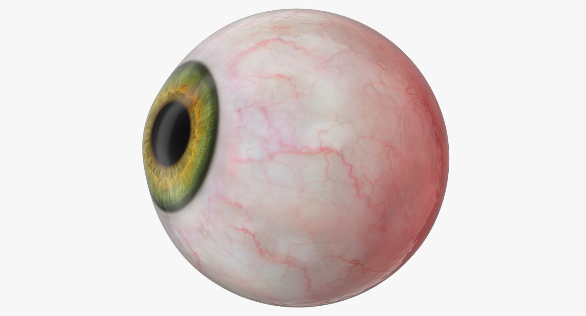 Realistic Human Green Eye 3D Model - TurboSquid 1241360