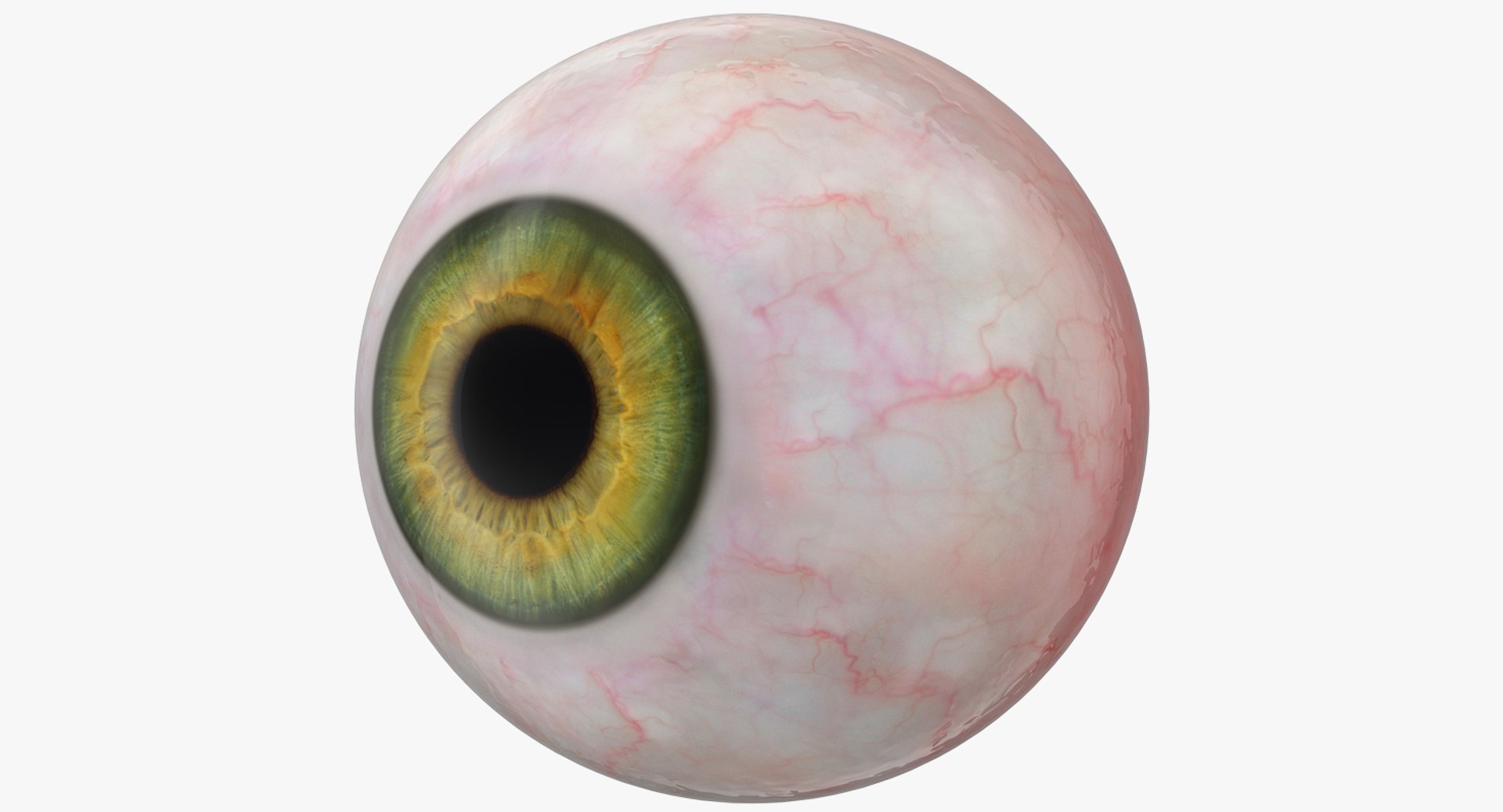 Realistic Human Green Eye 3D Model - TurboSquid 1241360