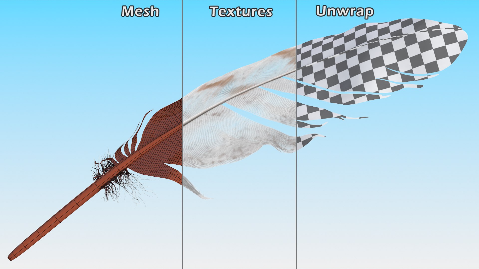 Bird Feathers Collection 2 Model - TurboSquid 2209490