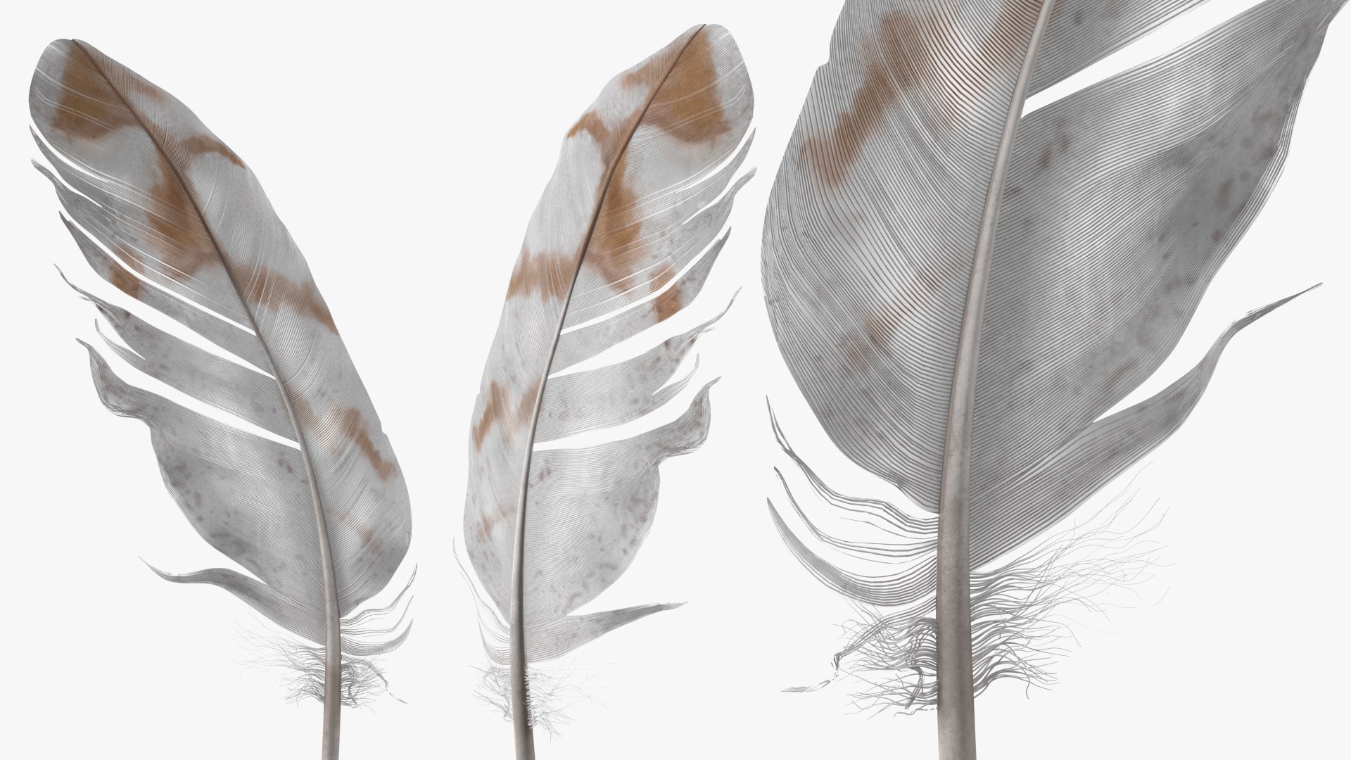 Bird Feathers Collection 2 Model - TurboSquid 2209490