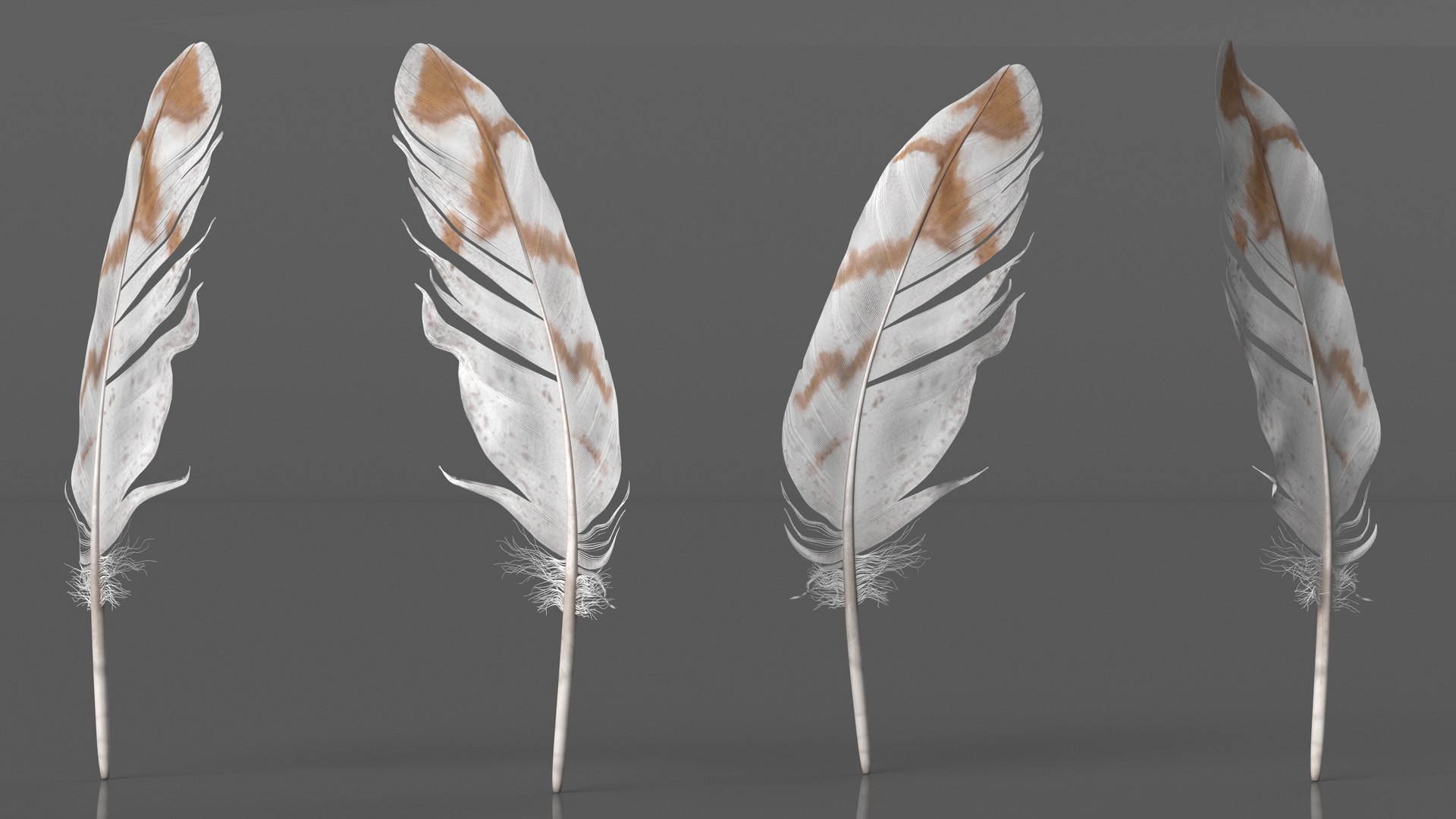 Bird Feathers Collection 2 Model - TurboSquid 2209490