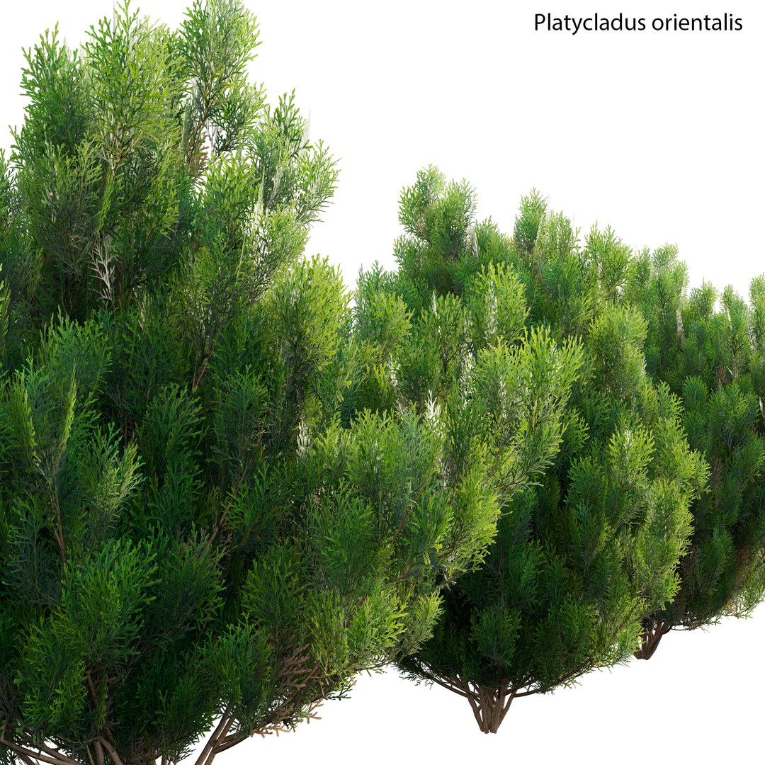 3D Platycladus Orientalis - Biota Orientalis - Thuja Orientalis 02 ...