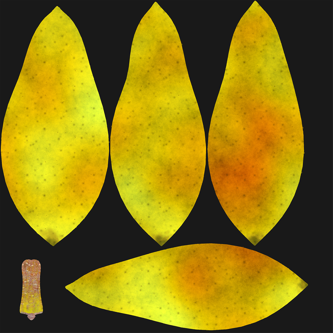 3d pear photorealistic model