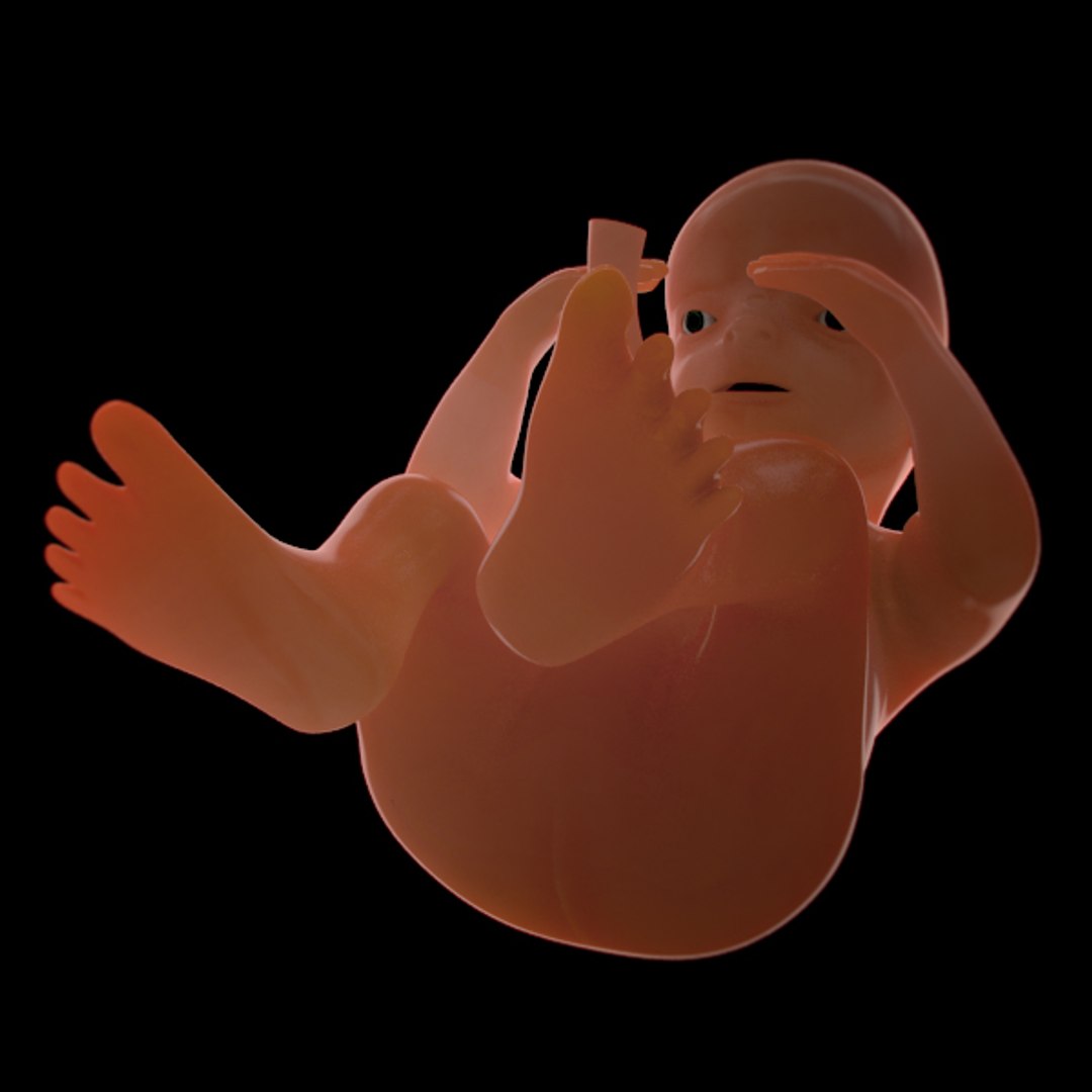 31 Weeks Human Fetus 3ds