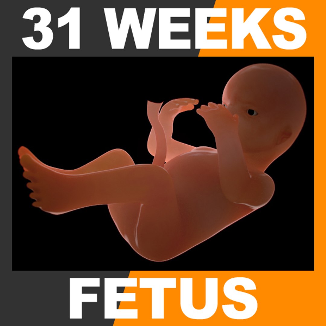 31 Weeks Human Fetus 3ds