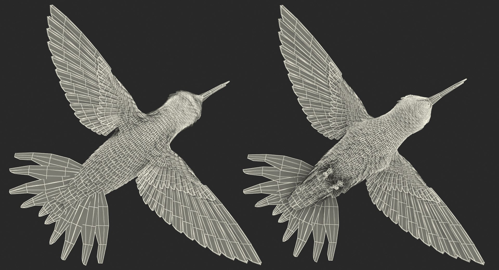 broad tailed hummingbird flying 3d model