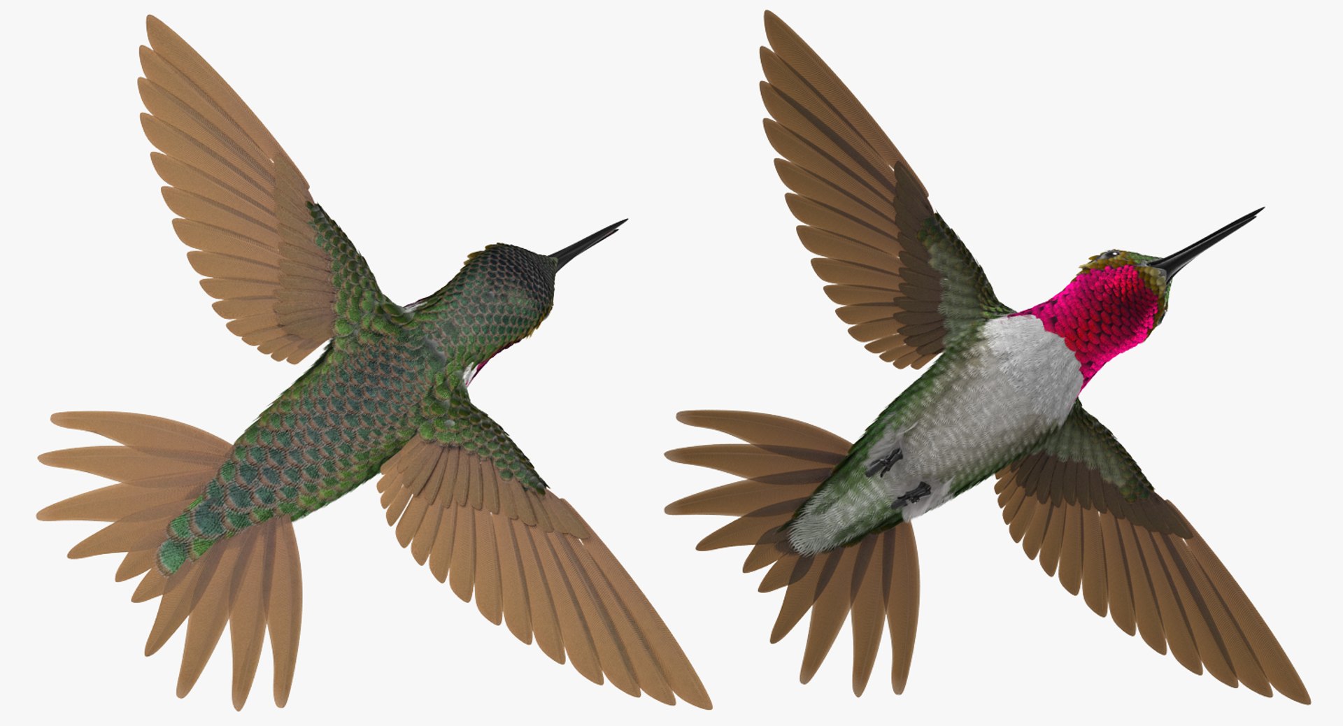broad tailed hummingbird flying 3d model