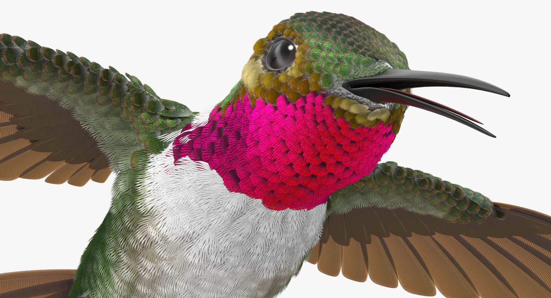broad tailed hummingbird flying 3d model