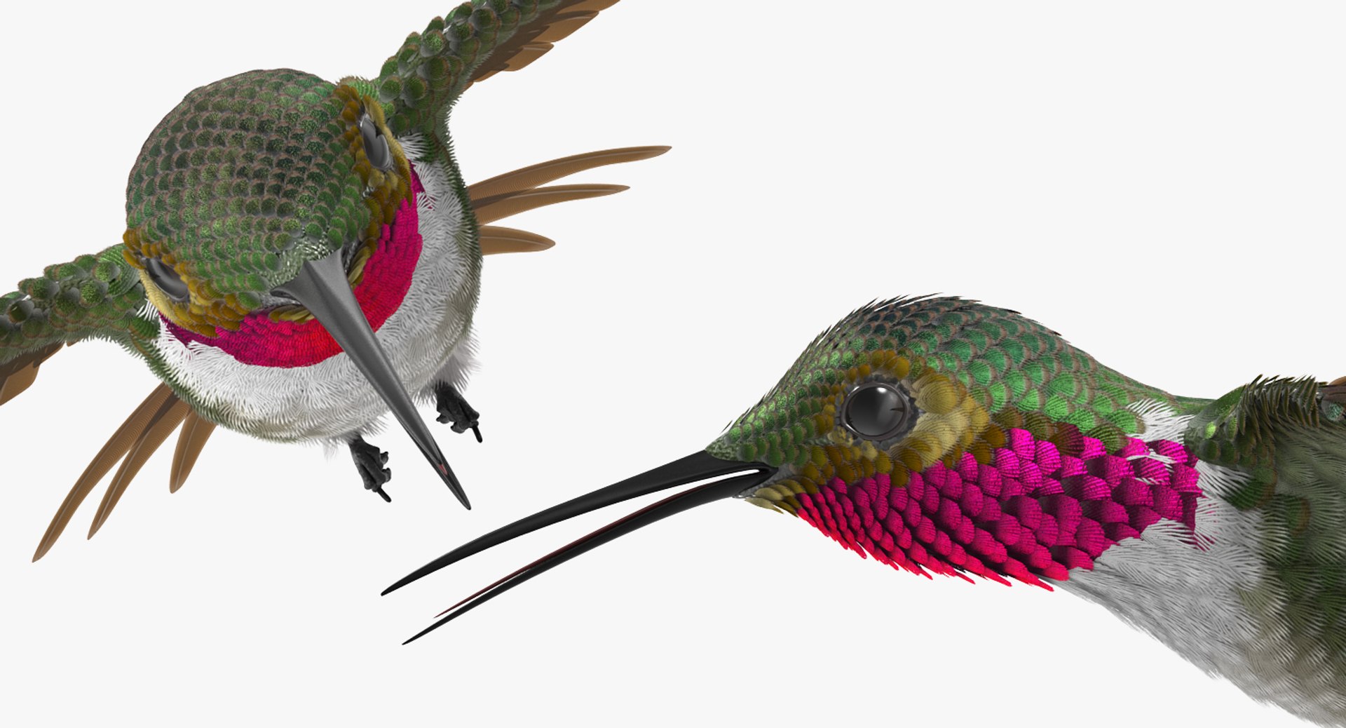 broad tailed hummingbird flying 3d model