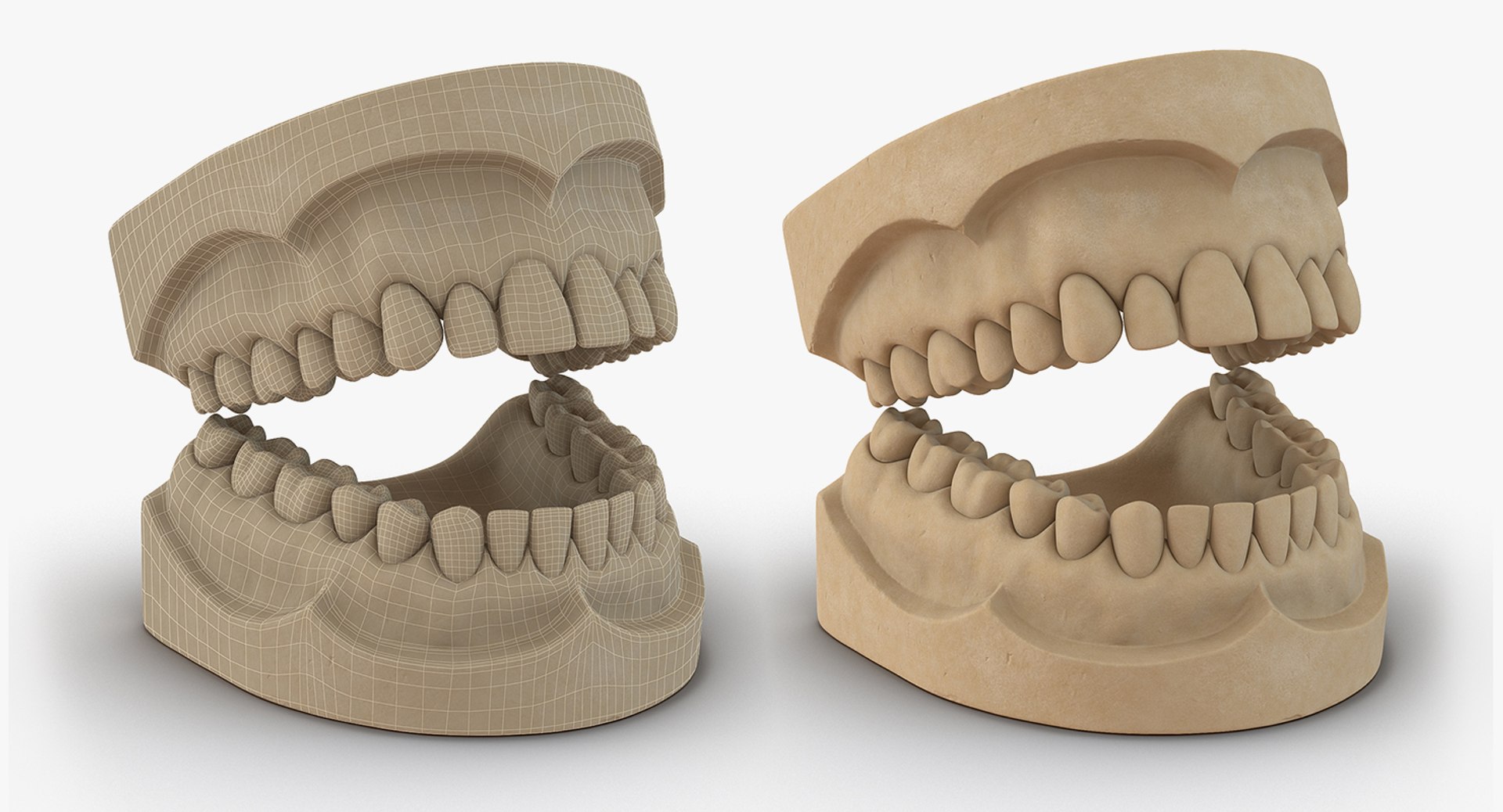 3D Dental Modeled Human Model - TurboSquid 1257324