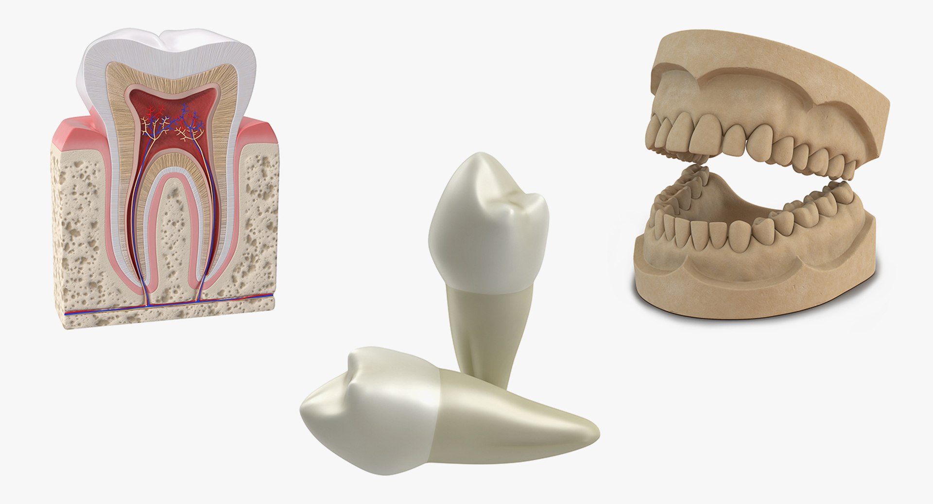 3D dental modeled human model - TurboSquid 1257324