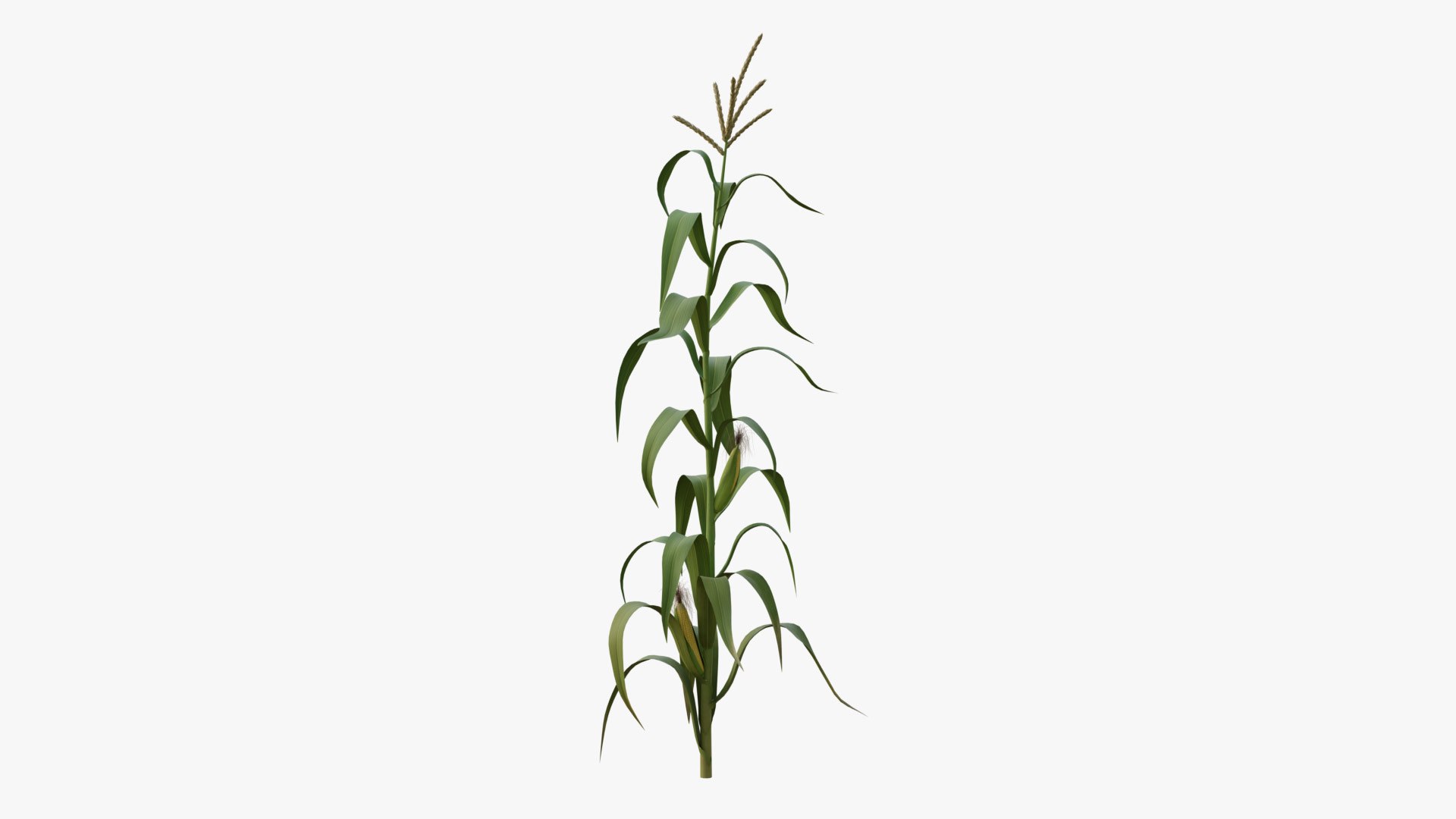 3D Model Corn Plant - TurboSquid 2277466