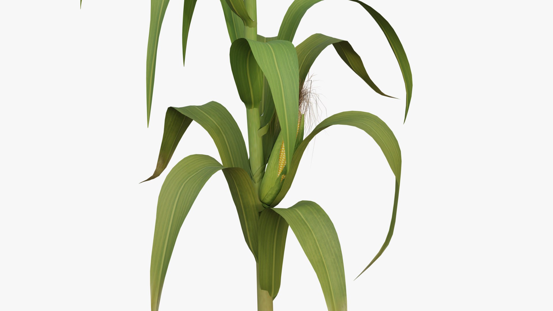 3D Model Corn Plant - TurboSquid 2277466