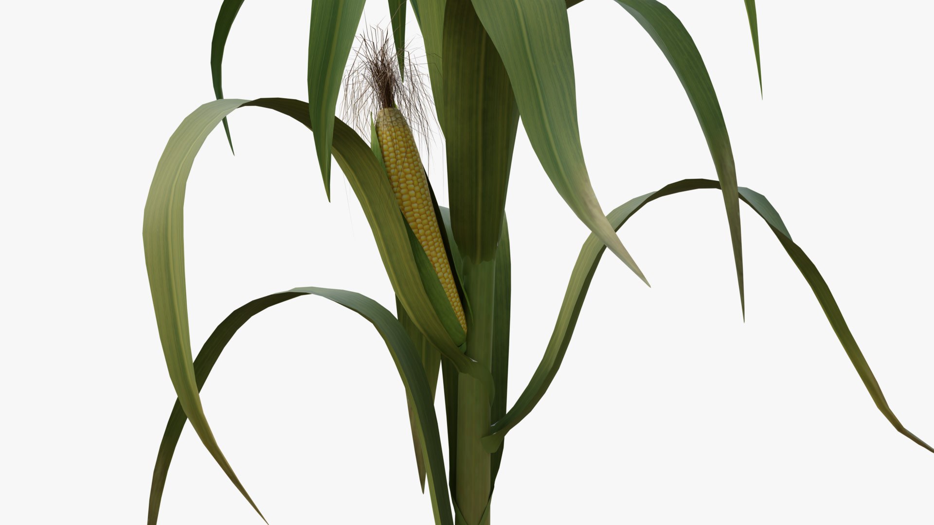 3D Model Corn Plant - TurboSquid 2277466