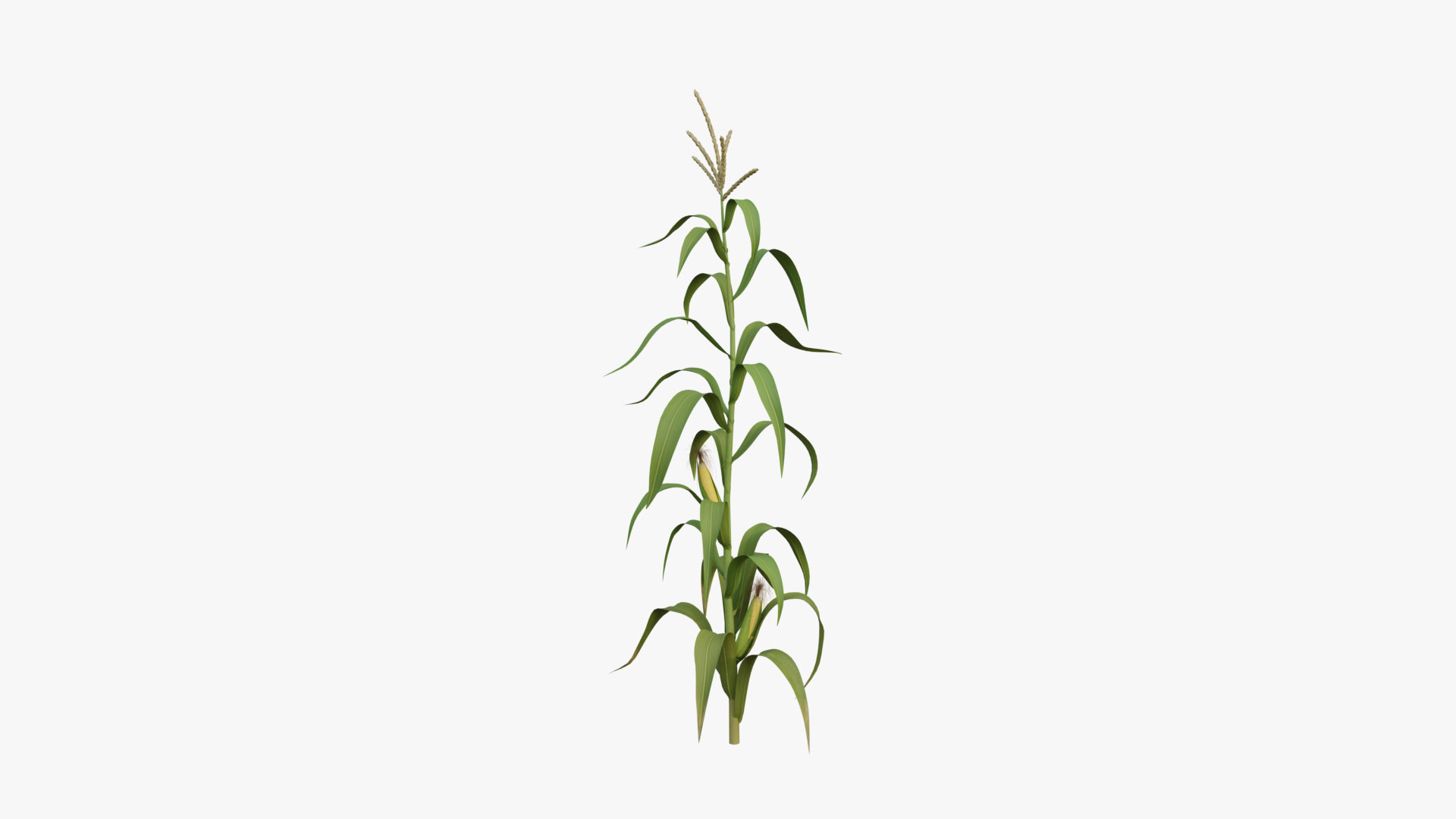 3D Model Corn Plant - TurboSquid 2277466