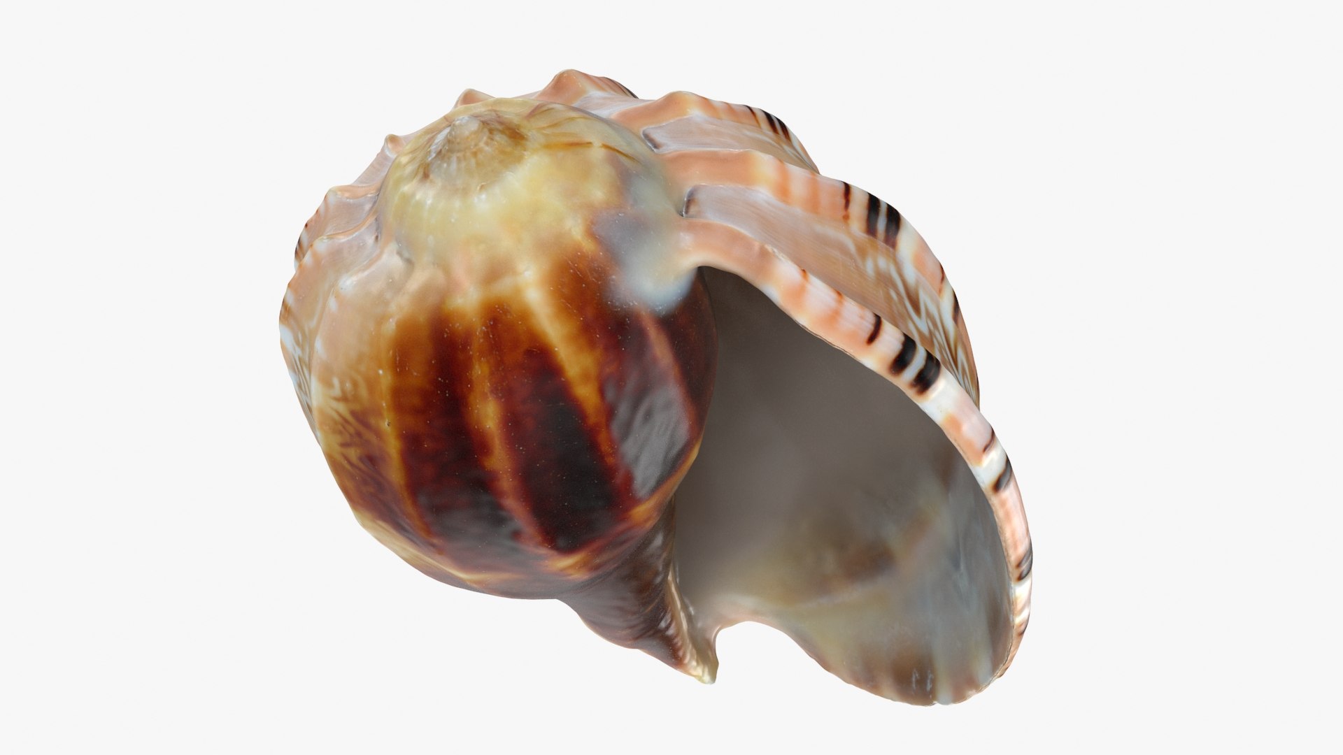 Harpa Articularis 3D Model - TurboSquid 2153638