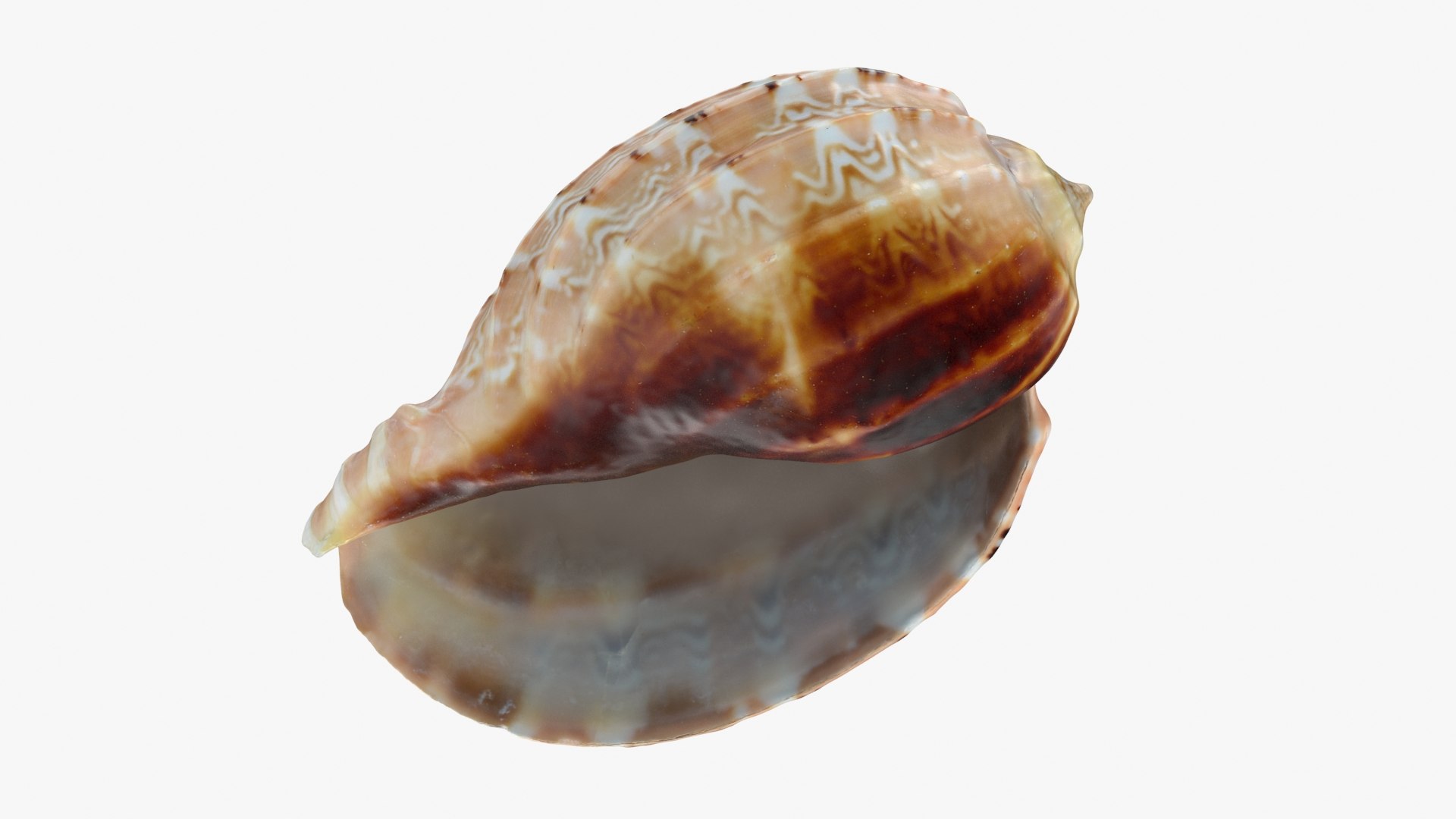 Harpa Articularis 3D Model - TurboSquid 2153638