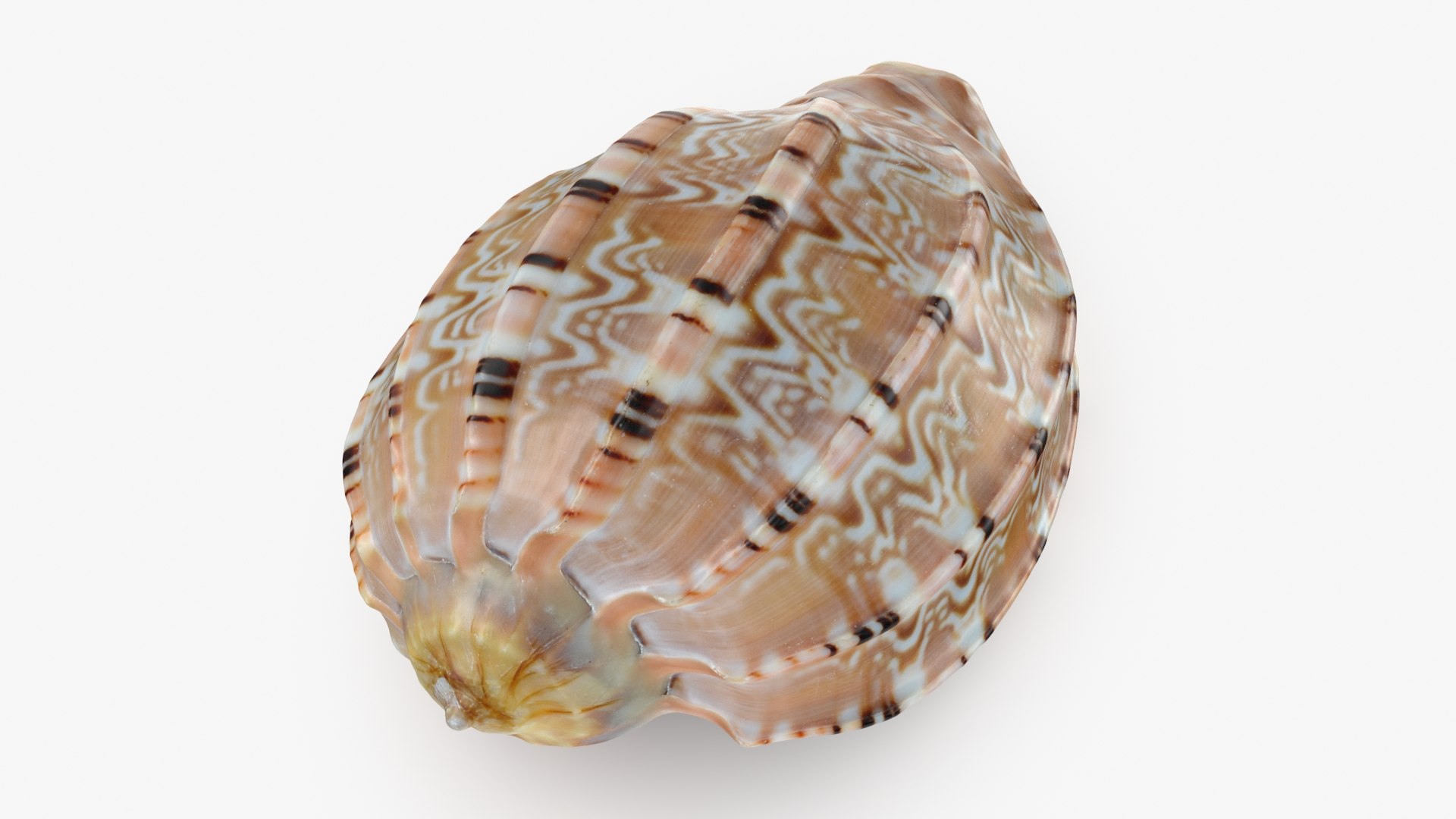 Harpa Articularis 3D Model - TurboSquid 2153638