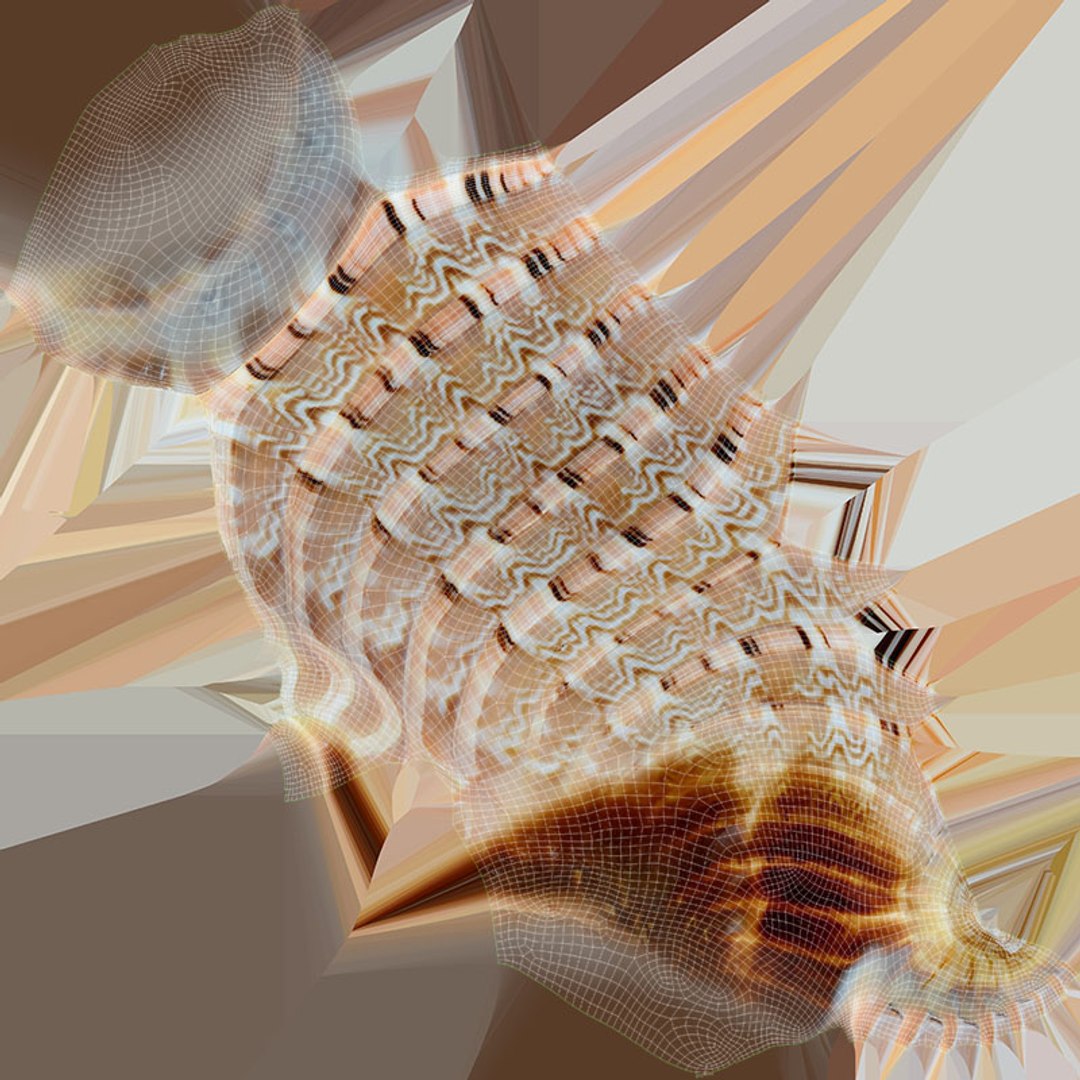 Harpa Articularis 3D Model - TurboSquid 2153638