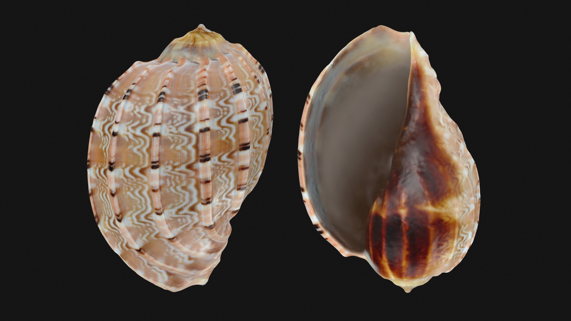 Harpa Articularis 3D Model - TurboSquid 2153638