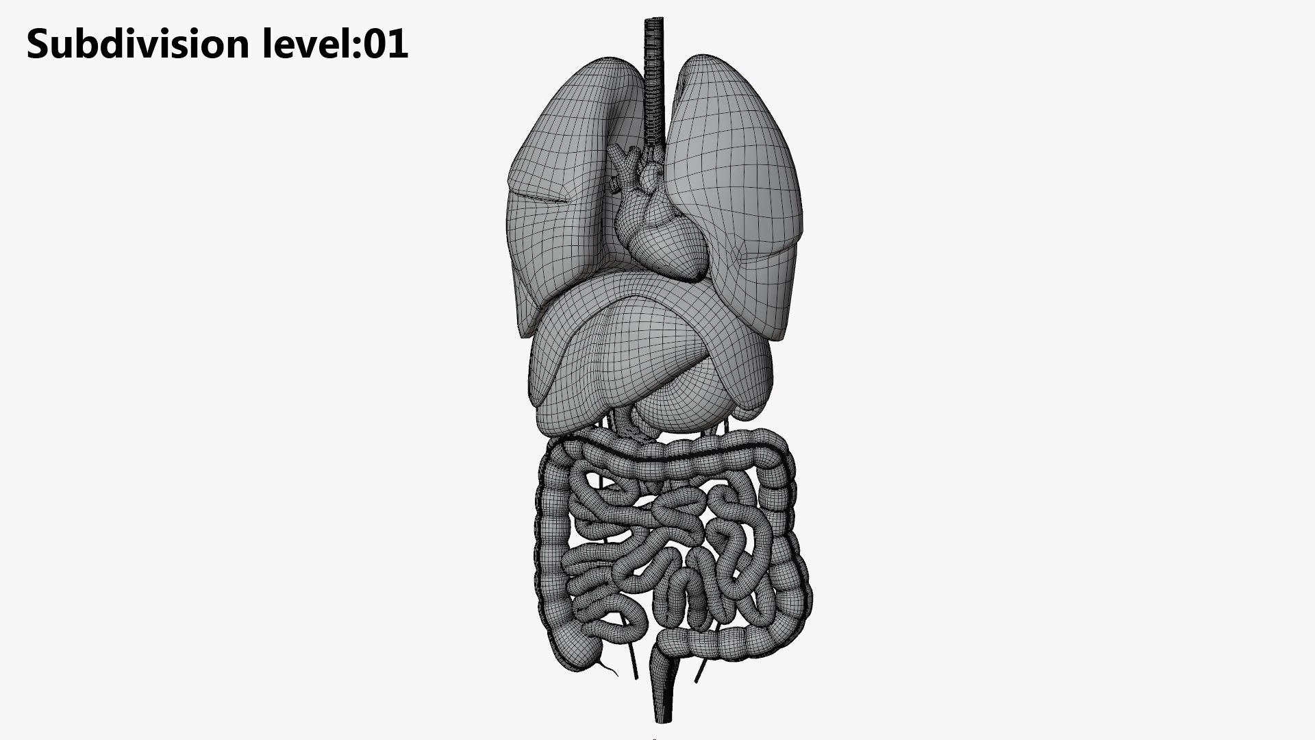 Human Internal Organs Model - TurboSquid 1857492