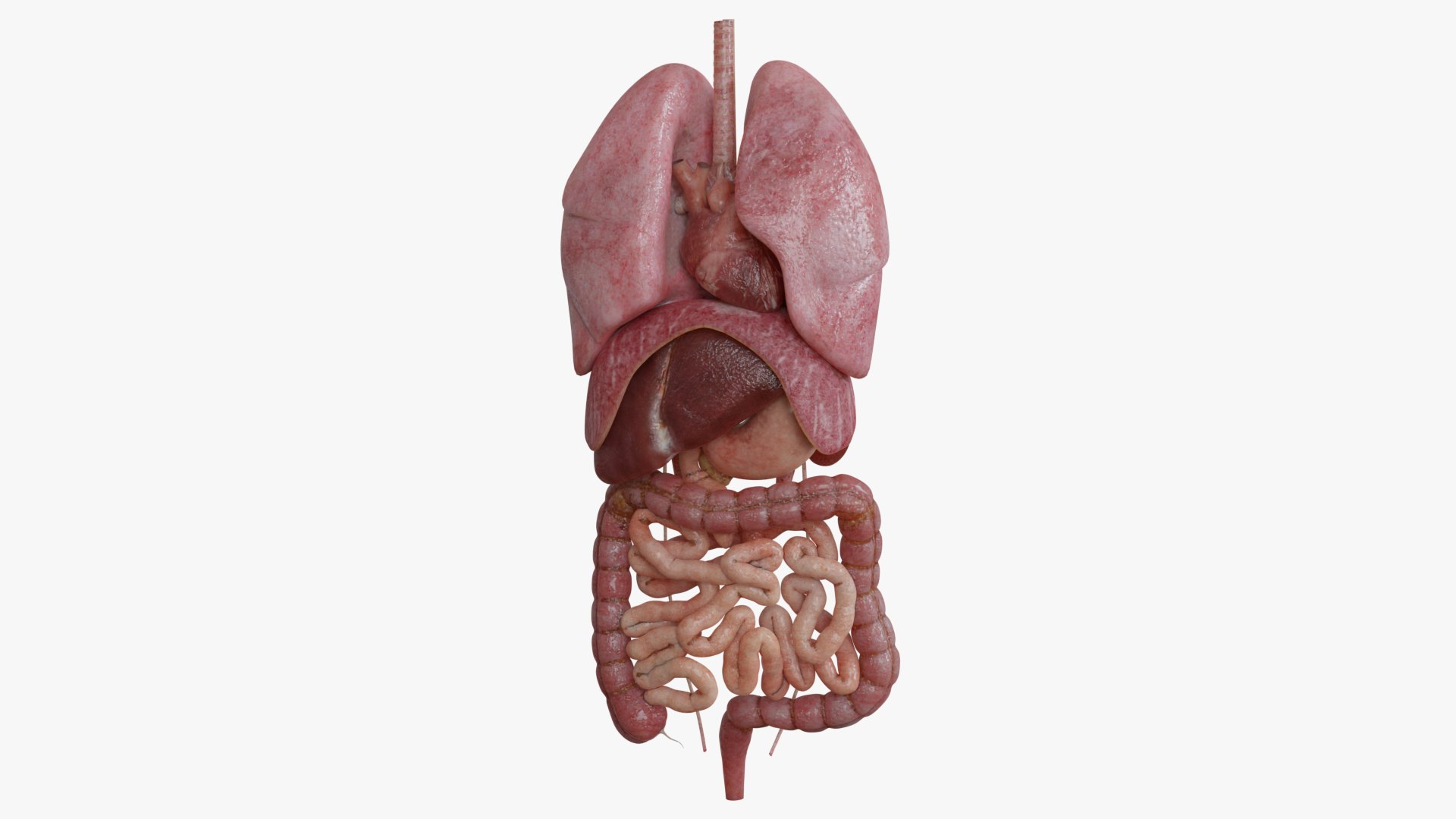 Human Internal Organs model - TurboSquid 1857492