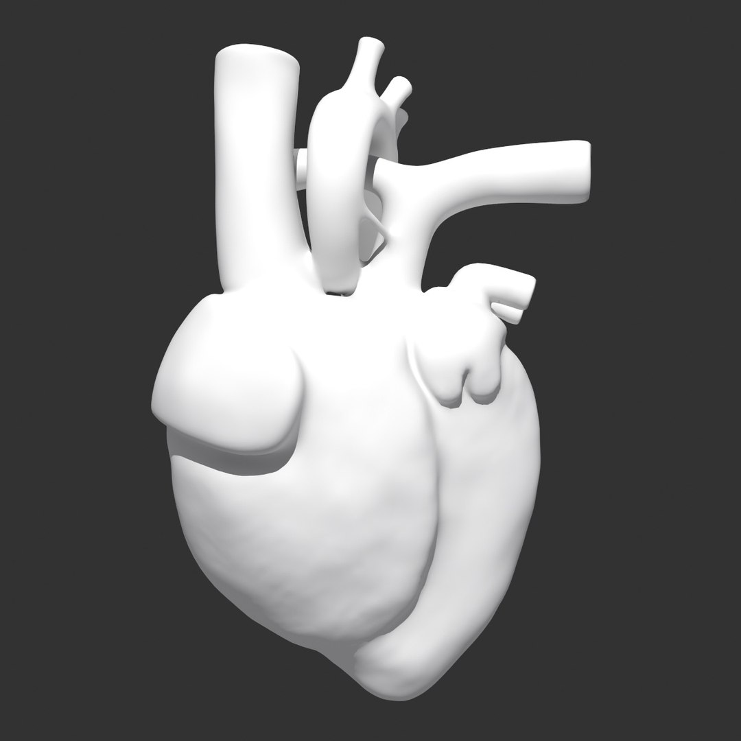 Max Heart Anatomy