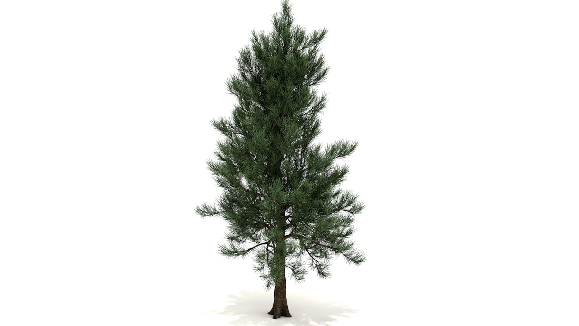 Pinus Taeda Tree 3D Model - TurboSquid 1397665
