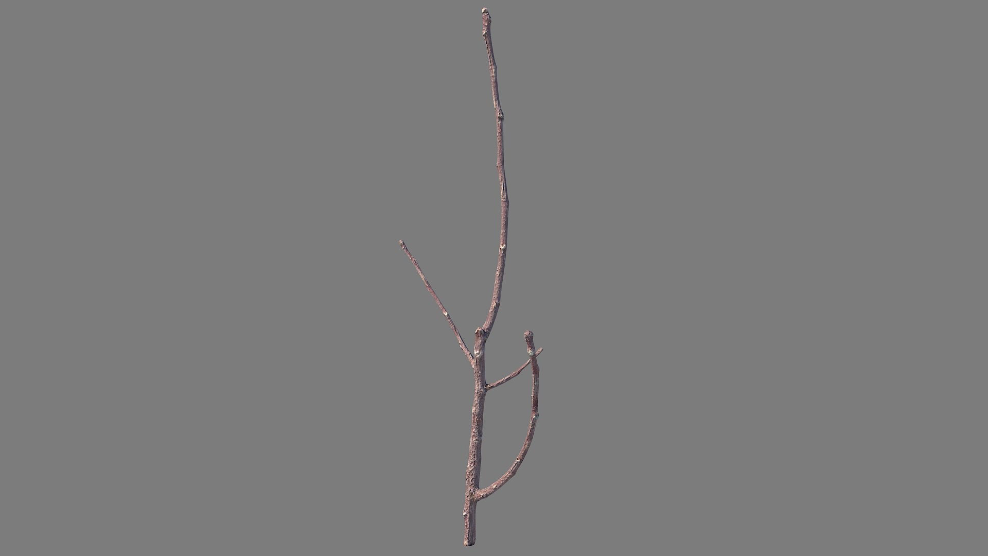 3D Twig Scanned 08 - TurboSquid 2088905
