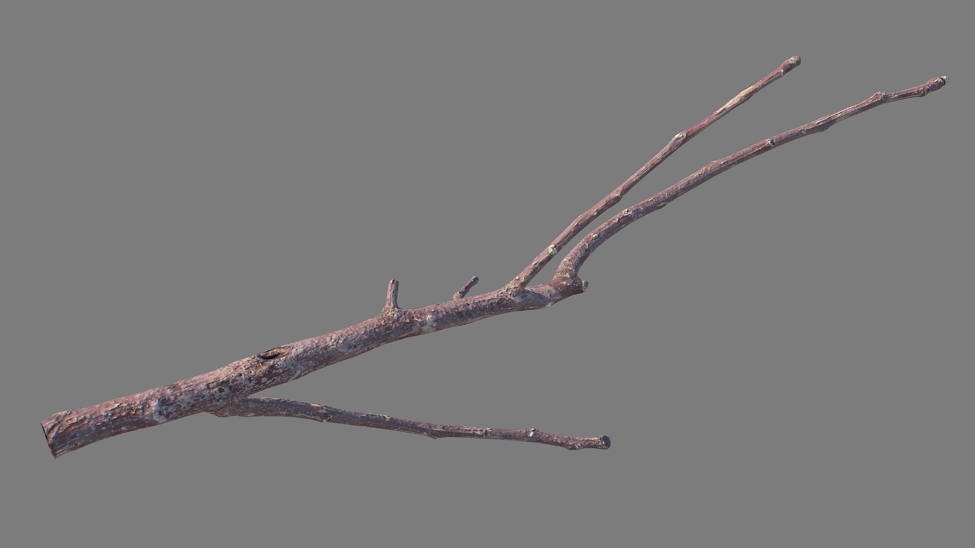 3D Twig Scanned 08 - TurboSquid 2088905