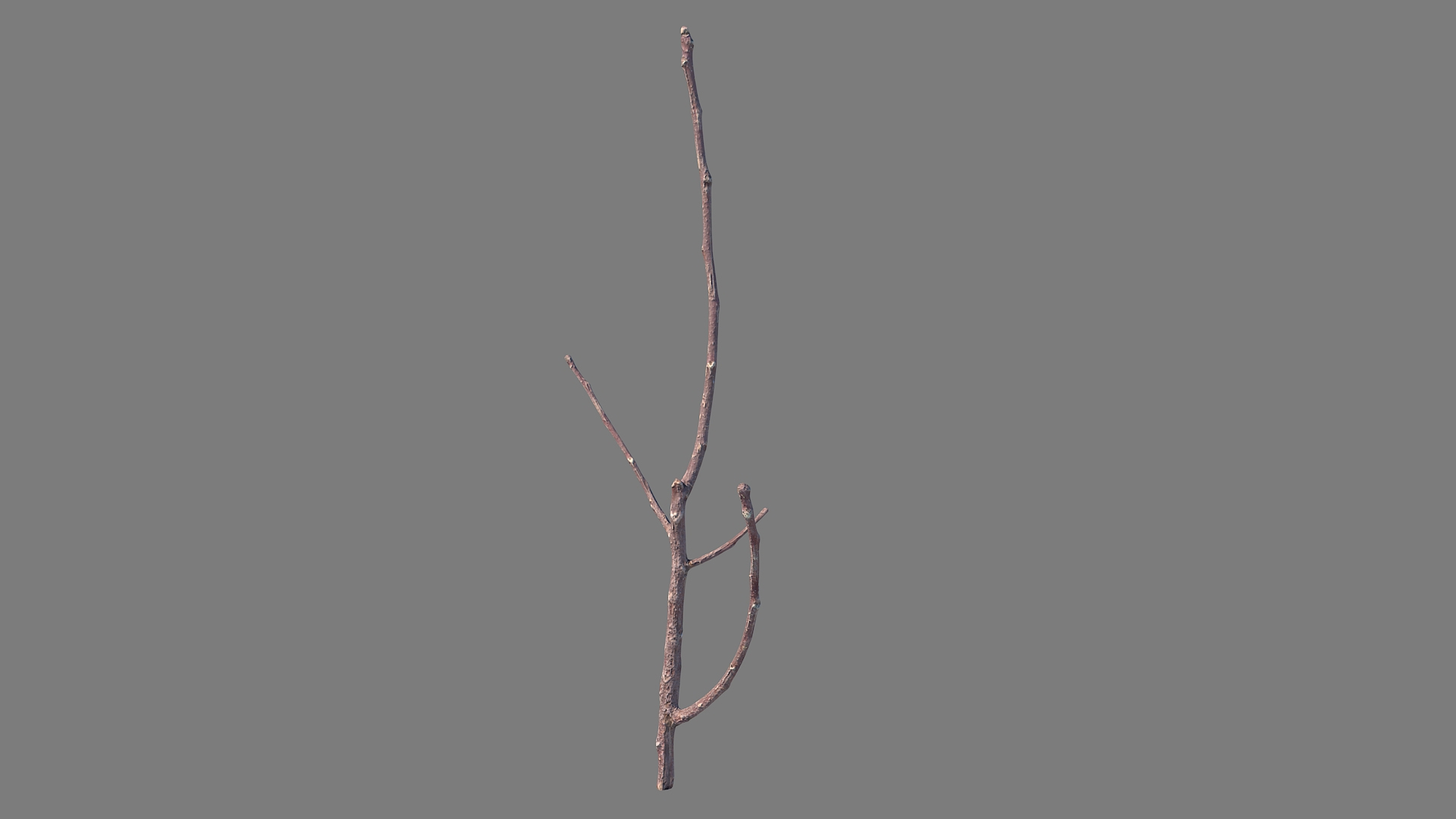 3D Twig Scanned 08 - TurboSquid 2088905