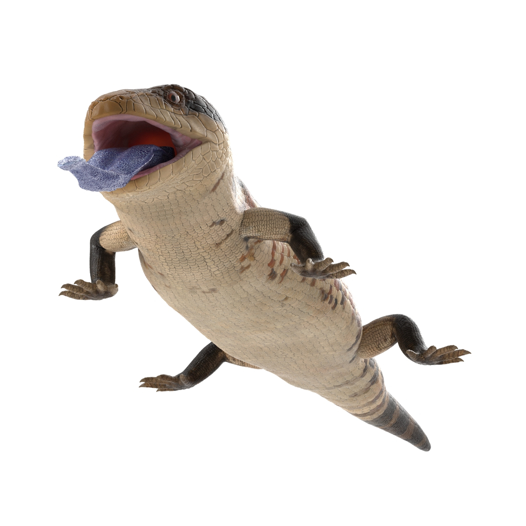 blue tongued skink pose 3d model