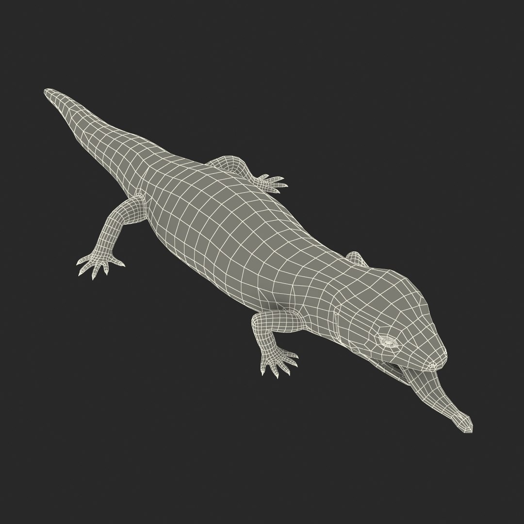 Blue Tongued Skink Pose 3d Model