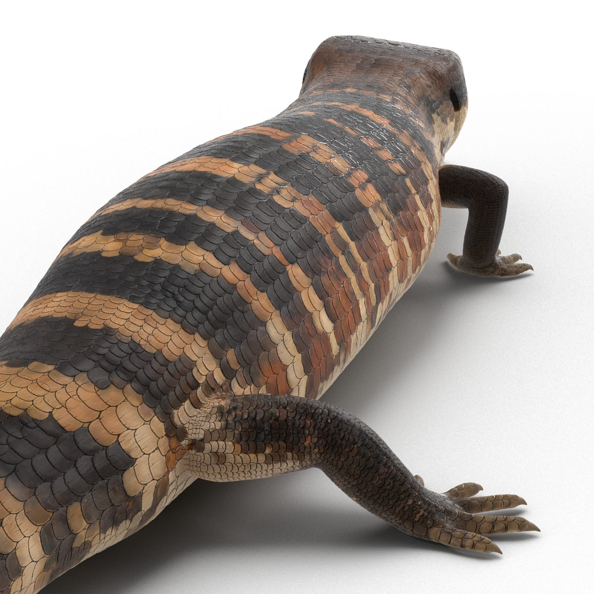blue tongued skink pose 3d model