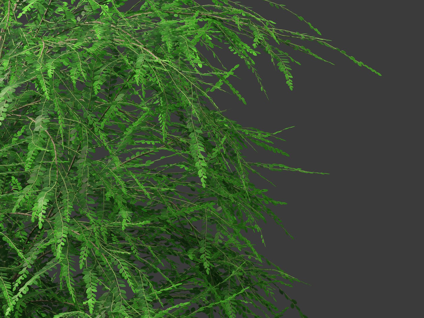 3D Phyllanthus Multiflora - Phyllanthus Multiflorus - TurboSquid 2142738