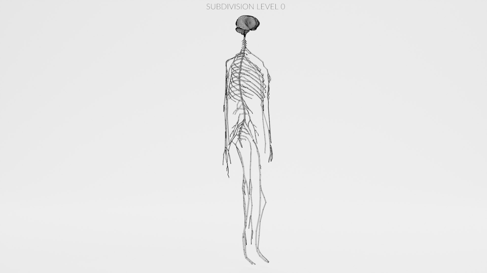 3D model Nervous System - 3 Models - TurboSquid 2176465