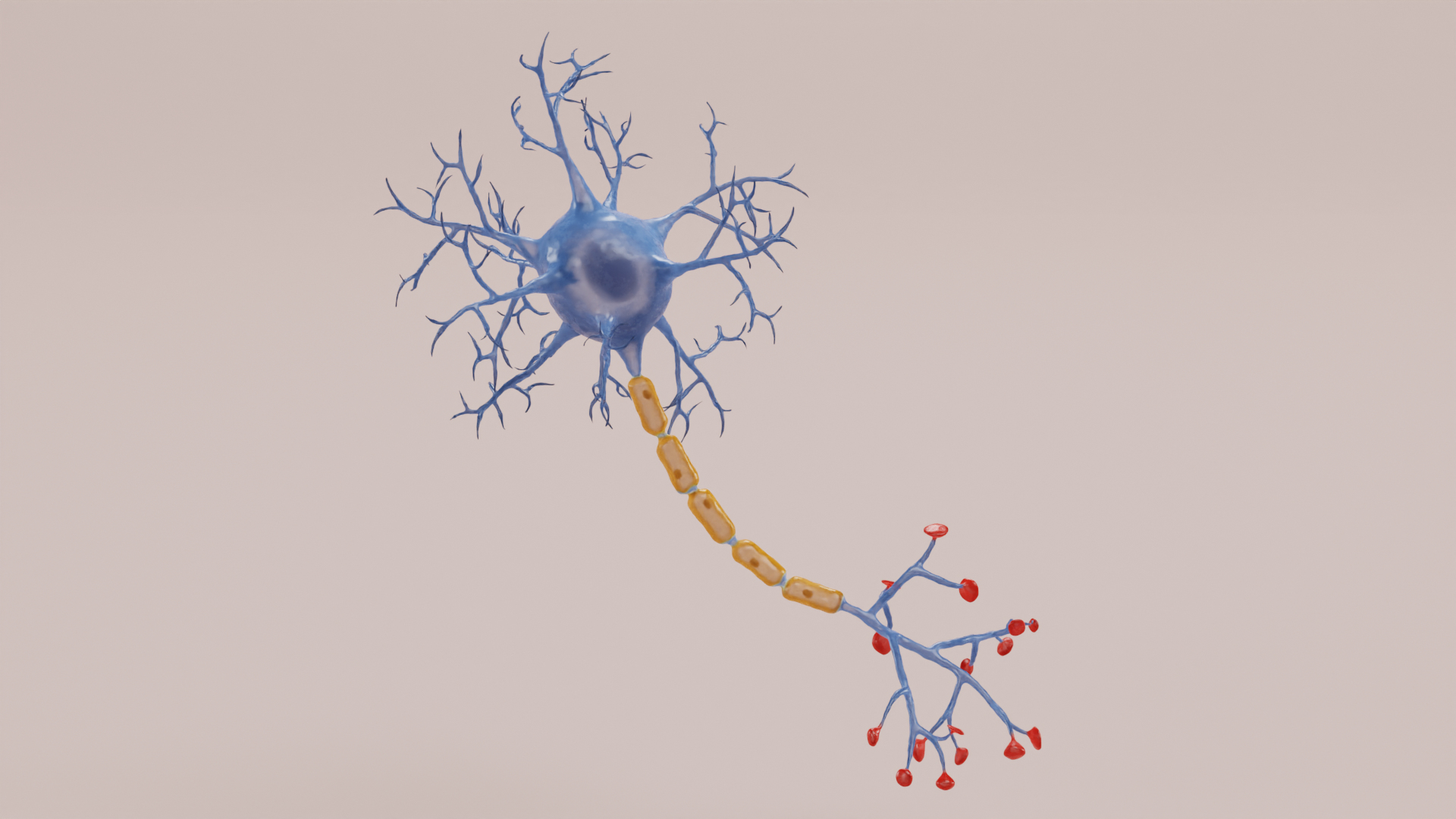 3D model Nervous System - 3 Models - TurboSquid 2176465