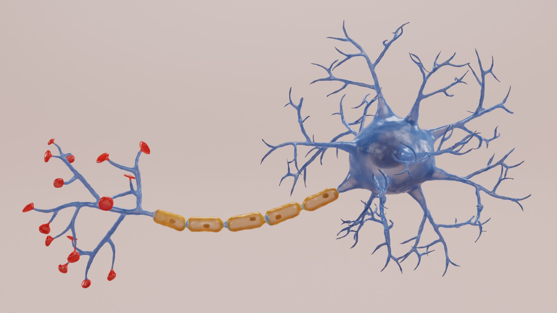 3D model Nervous System - 3 Models - TurboSquid 2176465