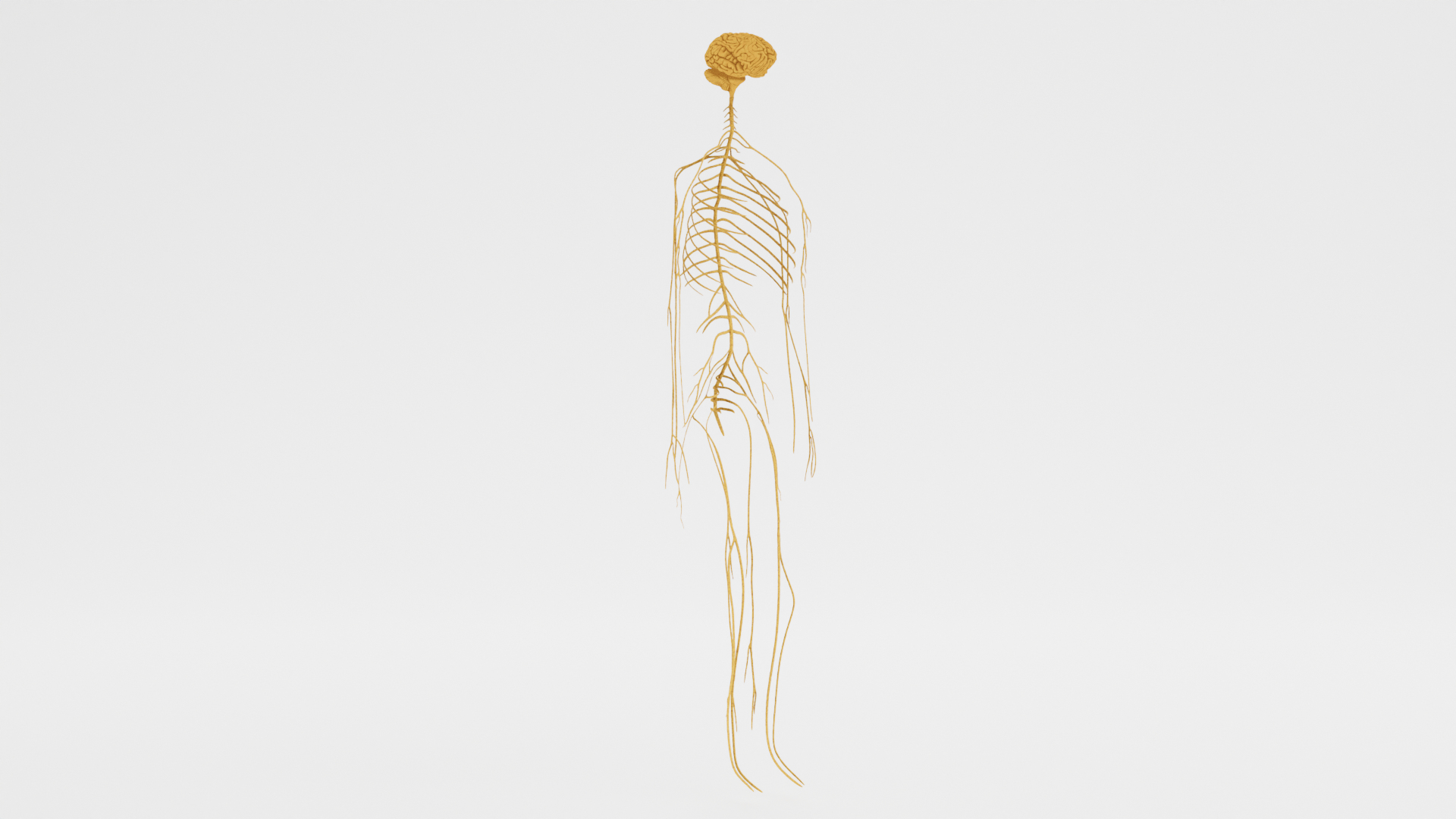 3D model Nervous System - 3 Models - TurboSquid 2176465