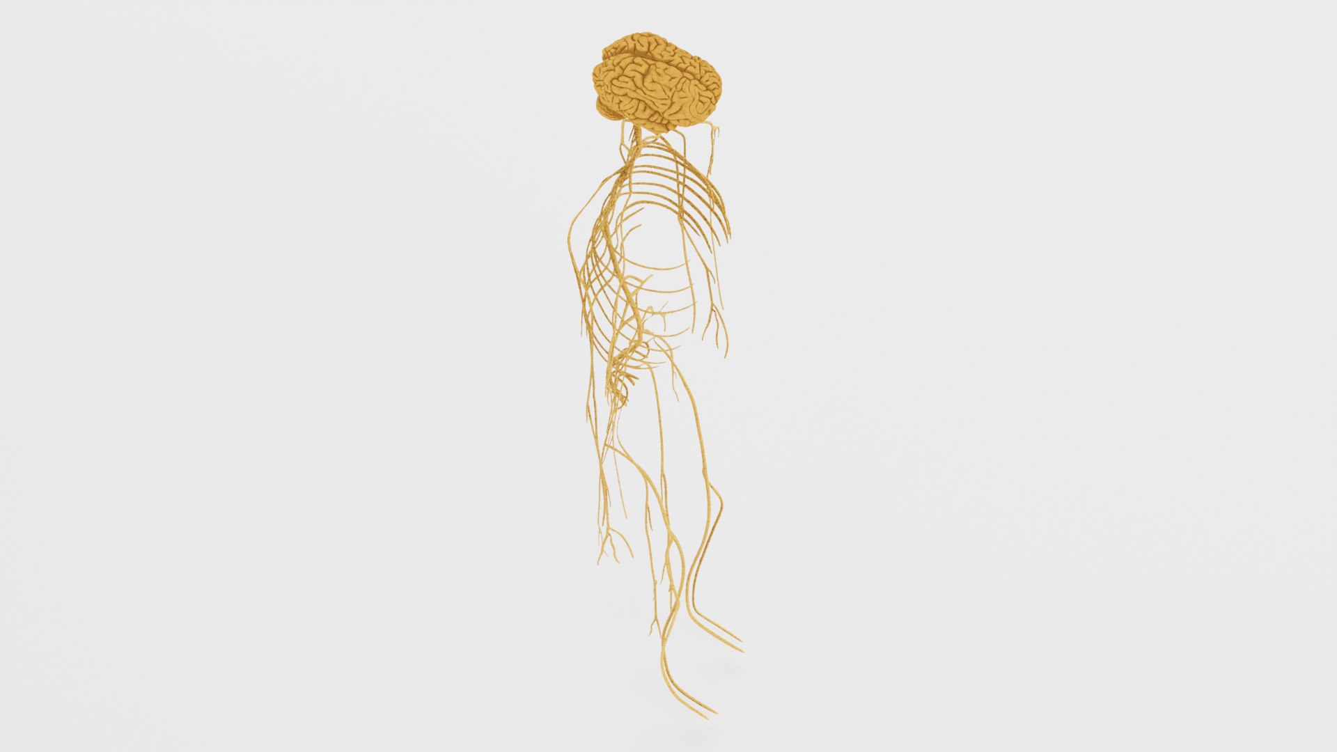 3D model Nervous System - 3 Models - TurboSquid 2176465
