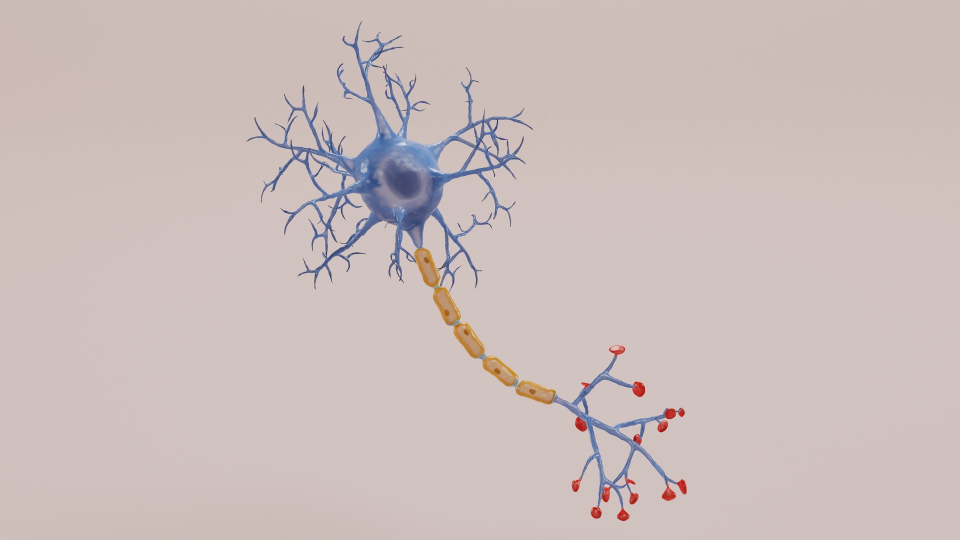 3D model Nervous System - 3 Models - TurboSquid 2176465