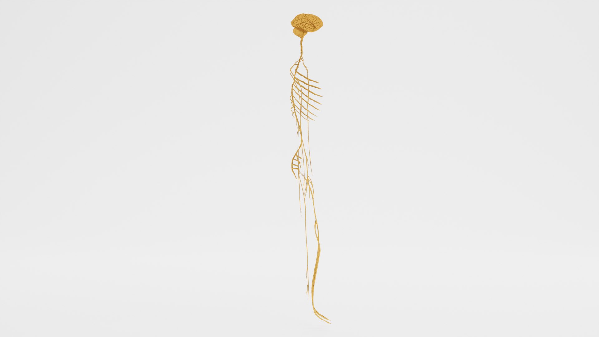 3D model Nervous System - 3 Models - TurboSquid 2176465