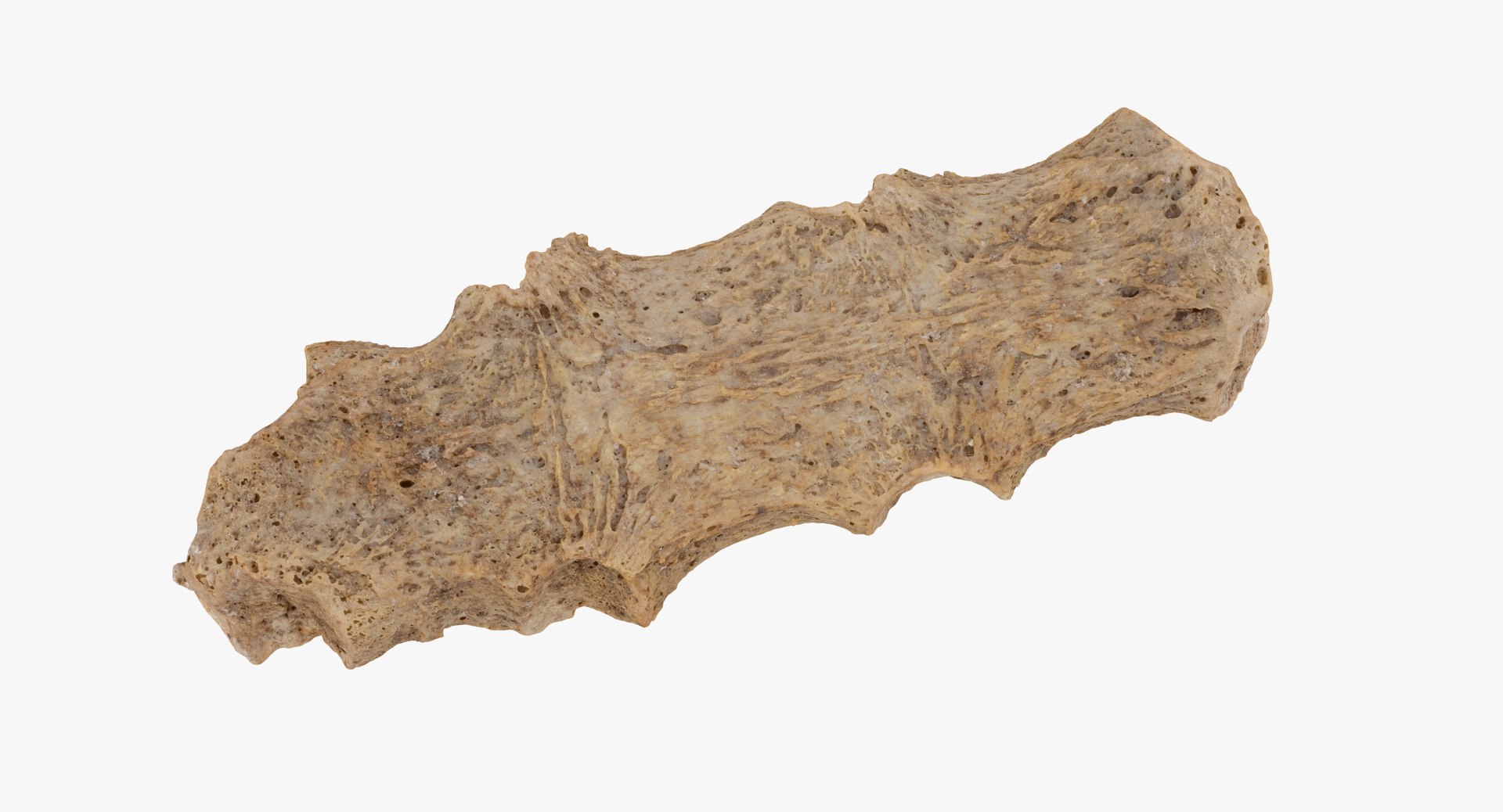 3D Child Sternum Brestbone 01 - TurboSquid 1533802