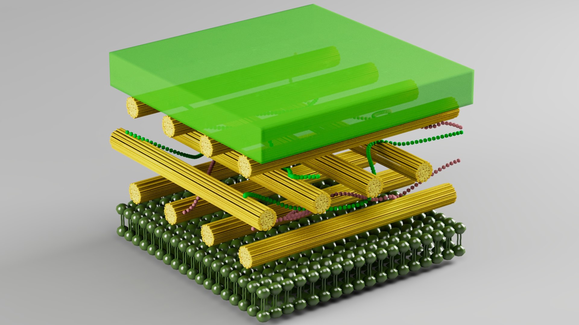 3D Plant Cell Wall Model - TurboSquid 2014709