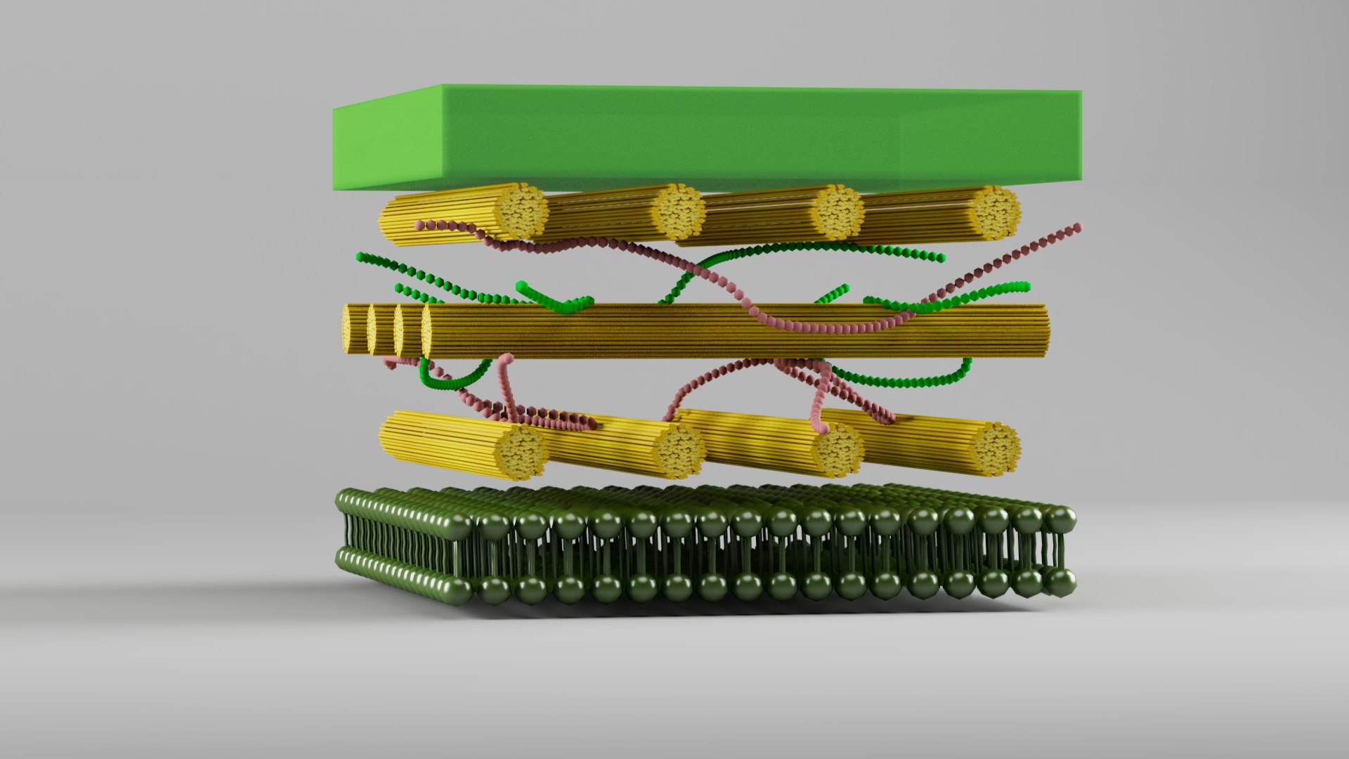 3D Plant Cell Wall Model - TurboSquid 2014709