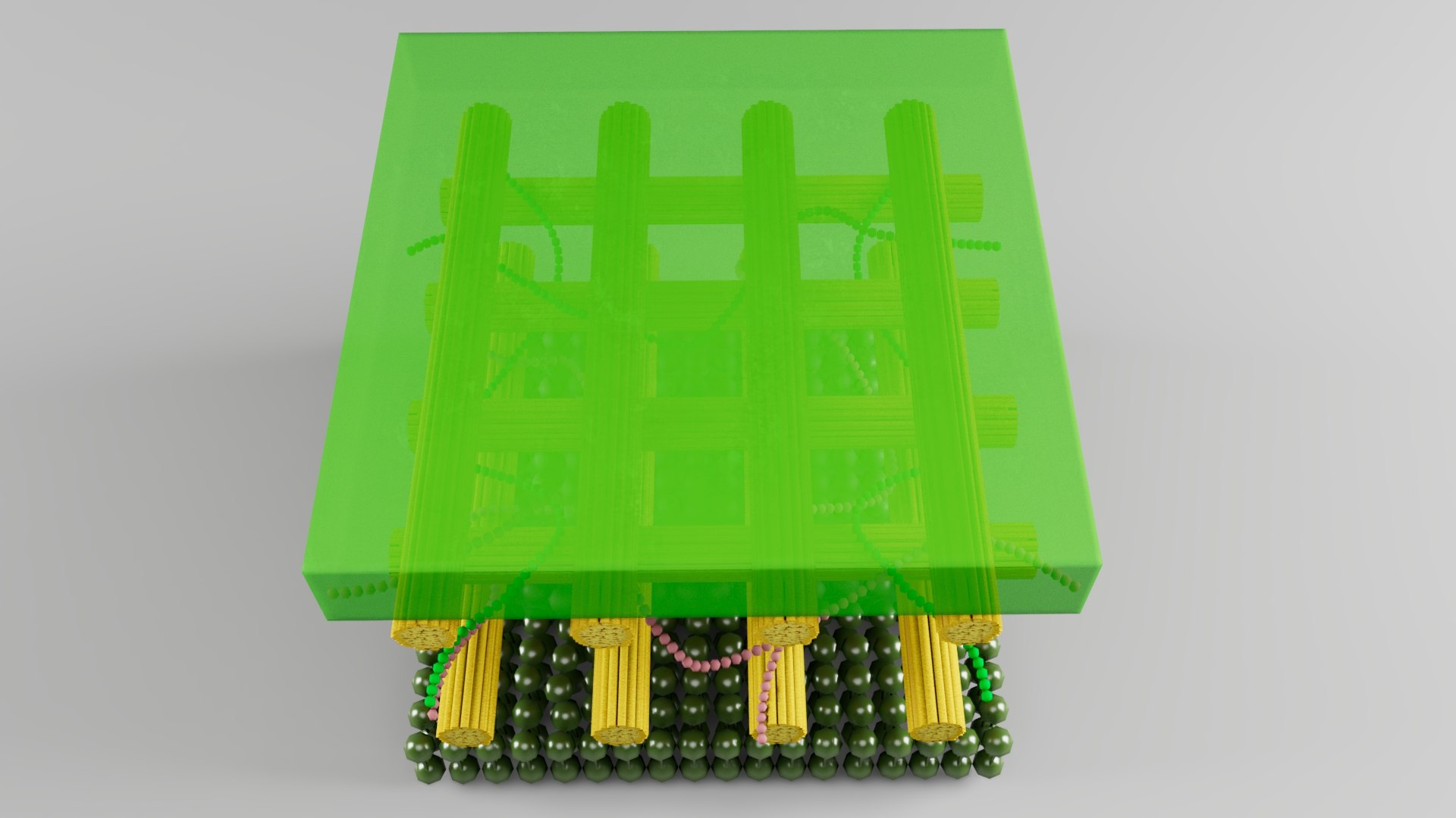 3D Plant Cell Wall Model - TurboSquid 2014709