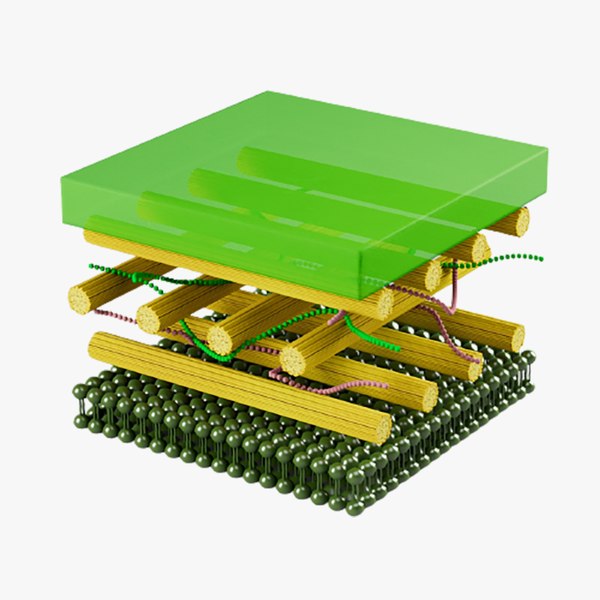modelo 3d Pared celular vegetal - TurboSquid 2014709