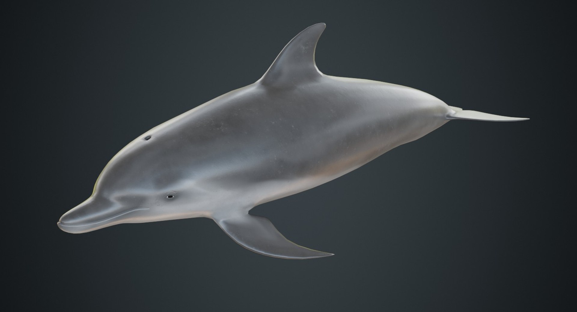 3D Model Dolphin 1a - TurboSquid 1392279