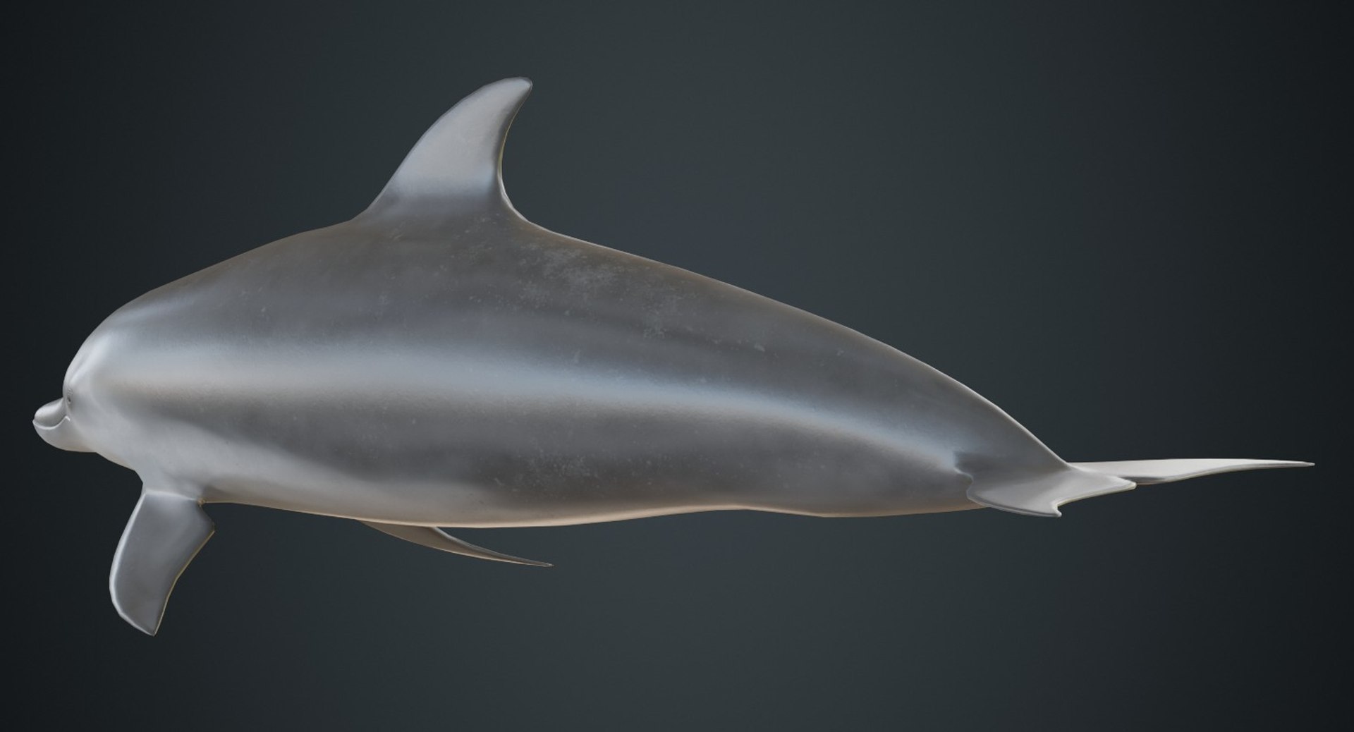 3D Model Dolphin 1a - TurboSquid 1392279